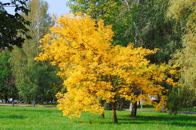 Yellow Autumn Tree among Green Trees and Grass Stock Photo - Image of ...