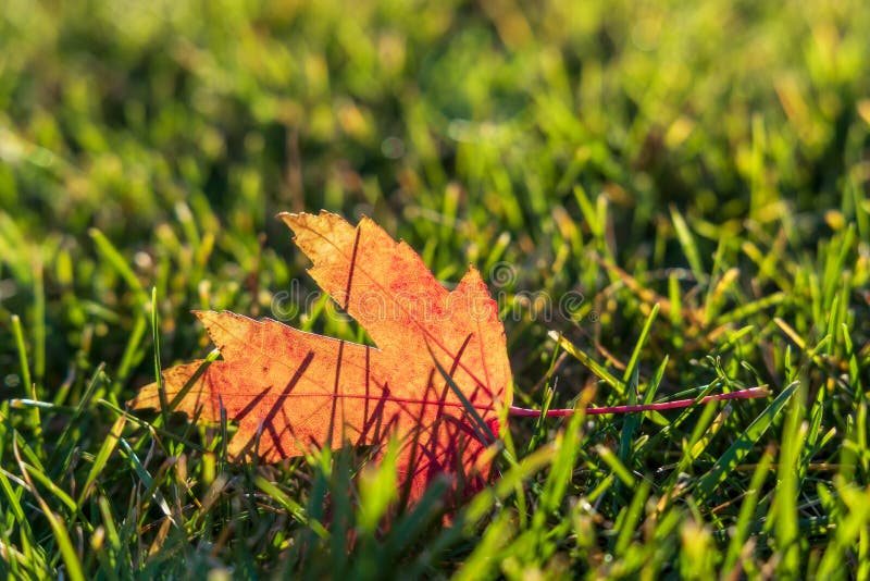 Yellow Autumn Tree Leaves the Translucent on Green Grass. Stock Photo ...