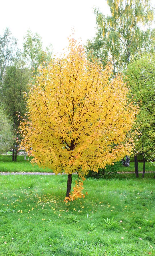 Yellow autumn tree stock image. Image of flowers, colors - 46099555