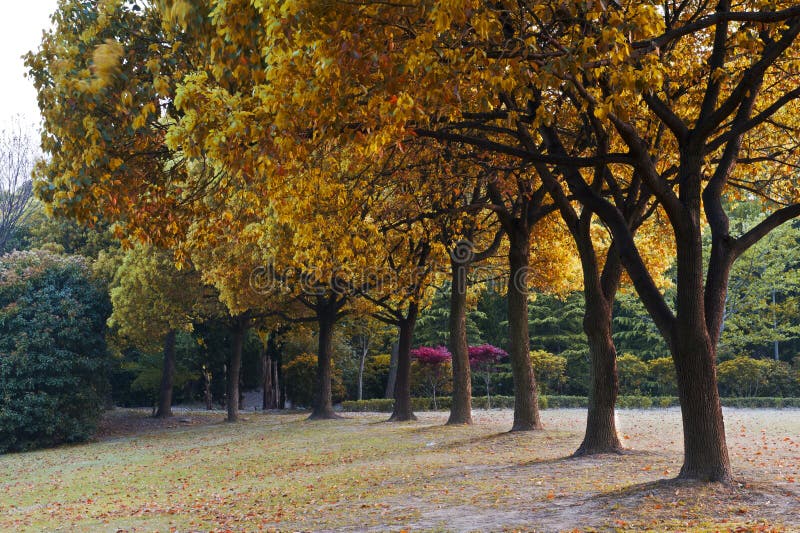 Yellow autumn tree stock image. Image of shadow, scenics - 30408421
