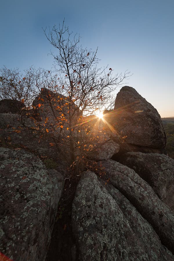Yellow Autumn Tree on Stones Stock Image - Image of october, november ...