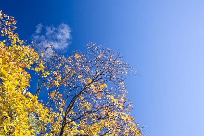 Yellow Autumn Trees stock image. Image of colorful, fall - 16532461