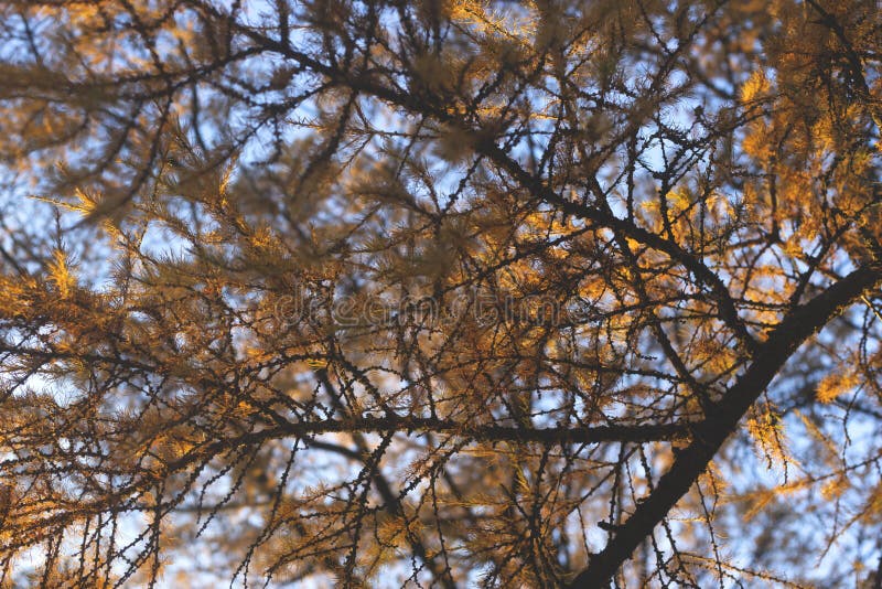 Yellow Autumn Trees Against the Blue Sky. View from Below. Stock Image ...