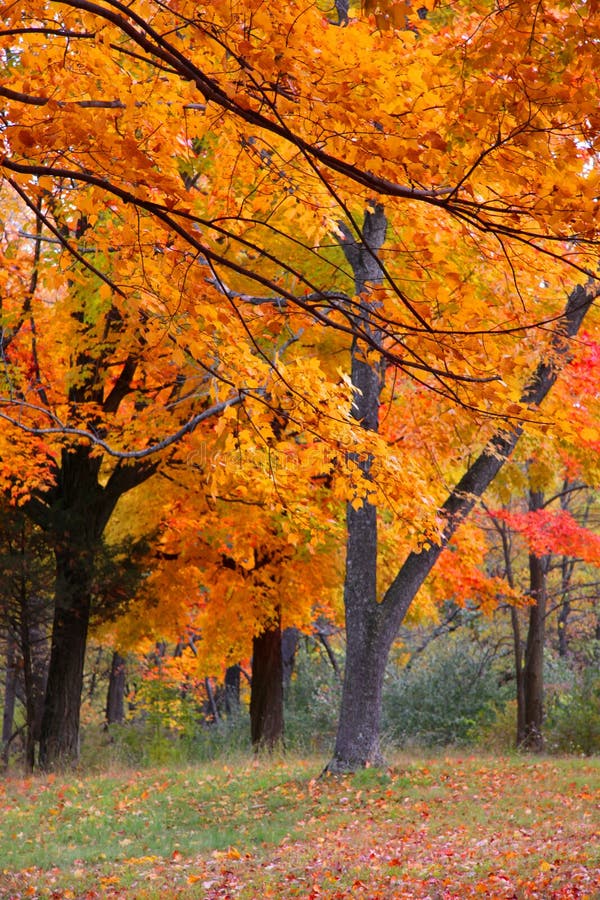 Yellow autumn trees stock photo. Image of autumn, bright - 44615934