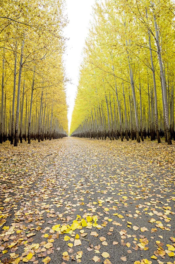 Yellow Autumn Trees Line a Road Stock Photo - Image of nature, forest ...