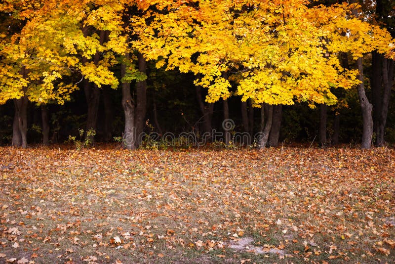 Yellow Autumn Trees in Park Stock Photo - Image of beauty, color: 177613792