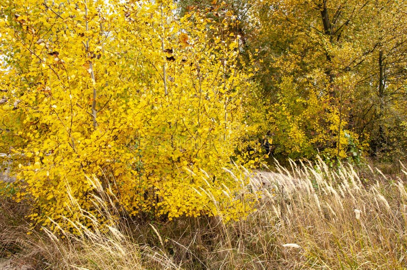 Yellow Autumn Trees in Tall Dry Grass Stock Image - Image of outdoor ...