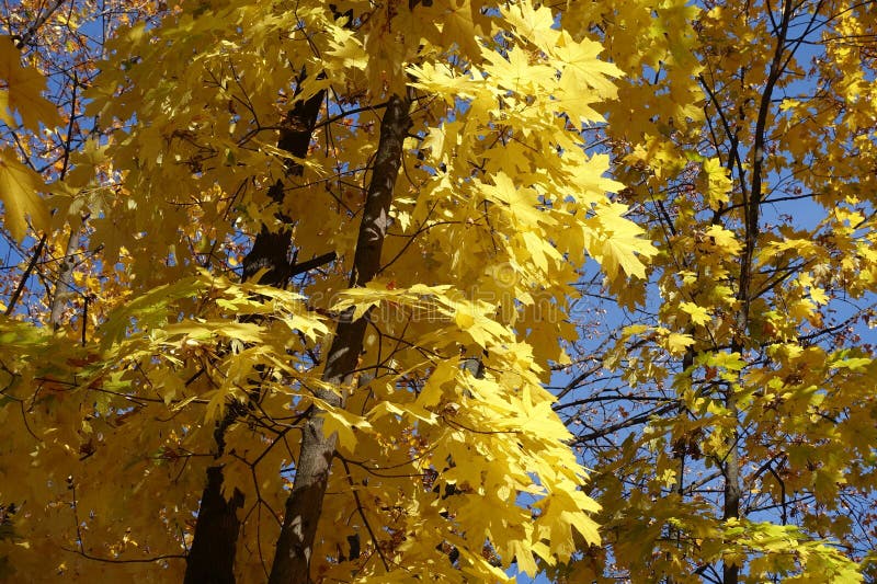 Yellow Autumnal Foliage of Norway Maple Tree in October Stock Photo ...