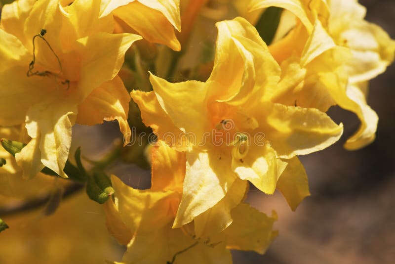 Lone Tree on the River stock photo. Image of concord - 17404972