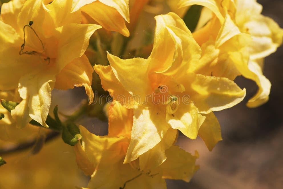 Yellow Azalea stock image. Image of blossom, plant, garden - 10382017