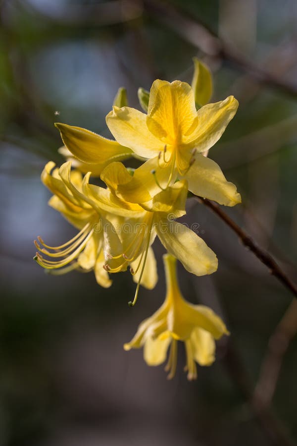 Yellow azalea blossoms stock image. Image of petal, plants - 69181663