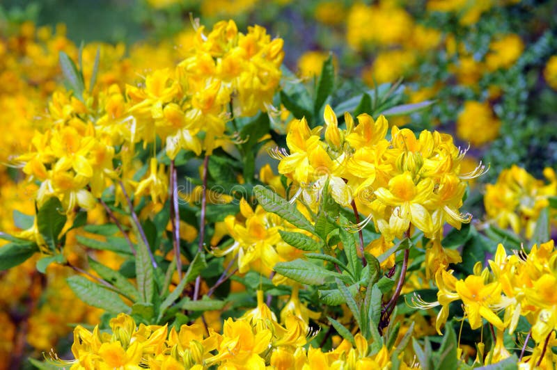 Yellow Azalea Bush Blooming in Springtime Stock Image - Image of ...