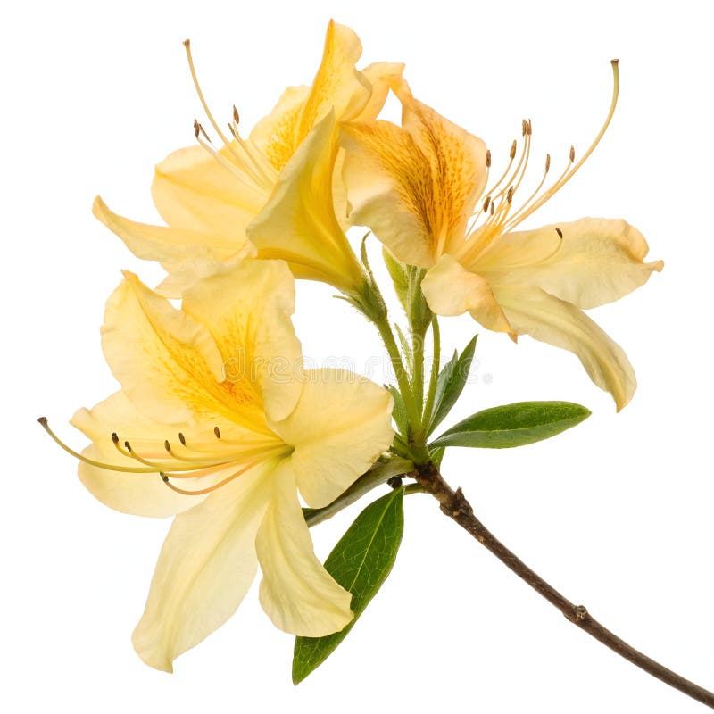 Yellow Azalea Flower stock illustration. Illustration of flower - 357059529