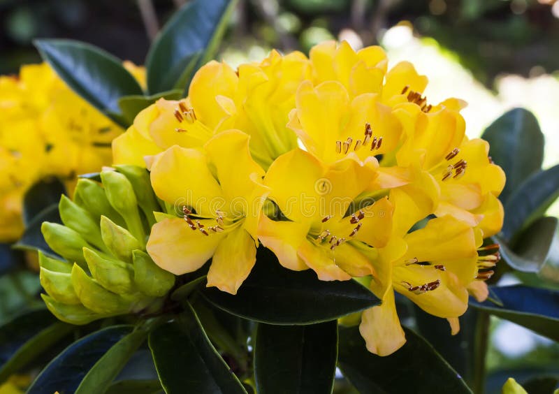 Yellow Azalea flower stock photo. Image of beauty, botany - 35727382