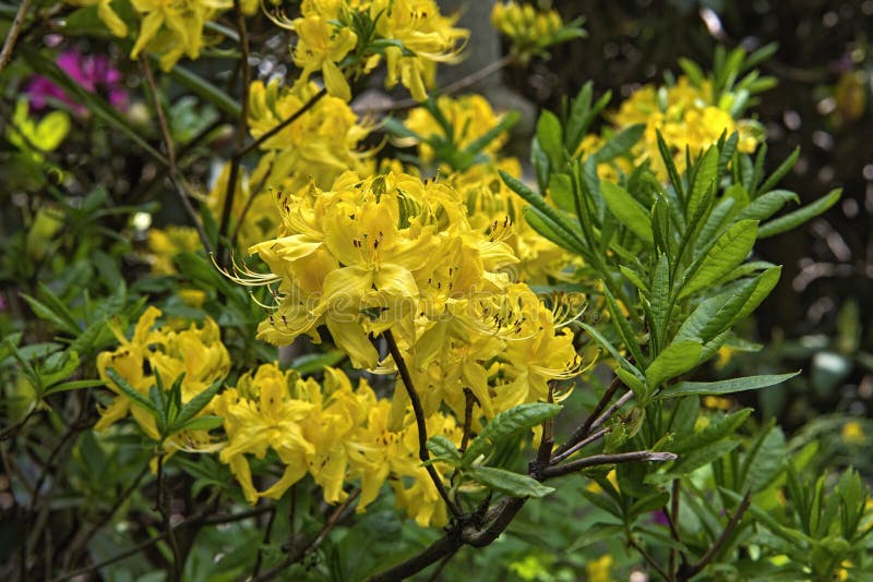 Yellow Azalea stock image. Image of blossom, plant, garden - 10382017