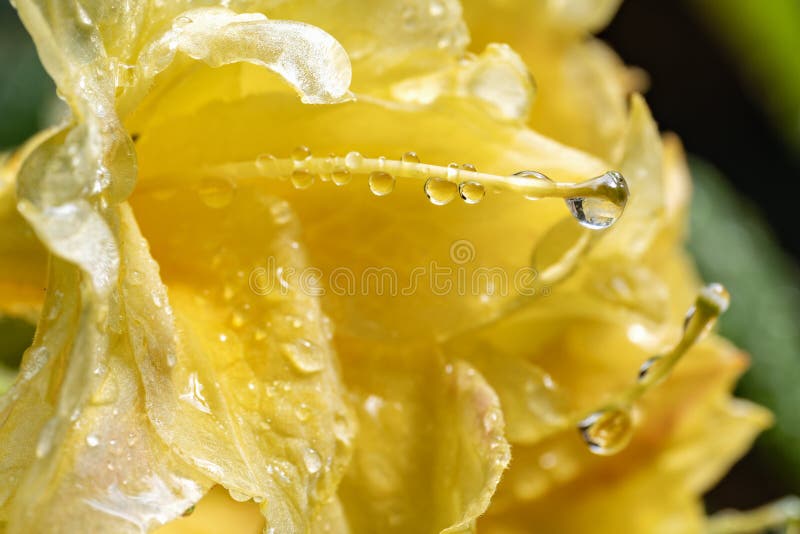 Yellow Azalea Close-up with Rain Drops Stock Image - Image of detail ...