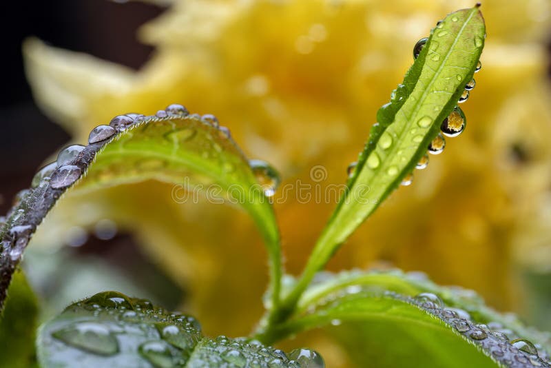 Yellow Azalea Reflected in Rain Drops on Leaf Stock Image - Image of ...