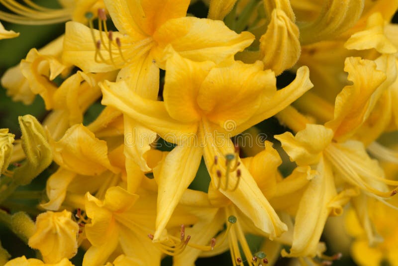 Yellow Azalea Rhododendron Luteum Stock Image - Image of nature ...