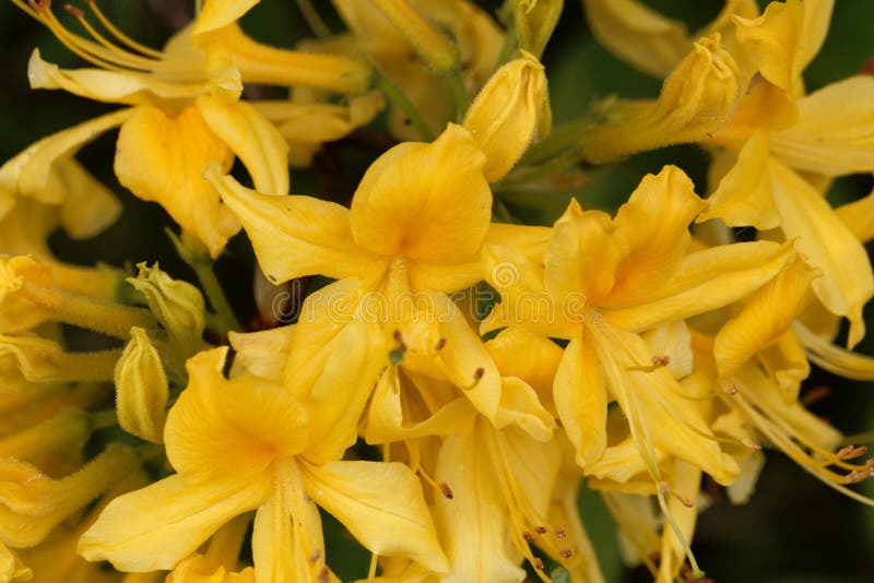 Yellow Azalea Rhododendron Luteum Stock Photo - Image of ecology ...