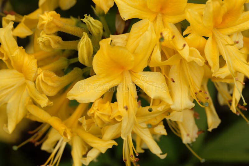 Yellow Azalea Rhododendron Luteum Stock Image - Image of garden, flora ...