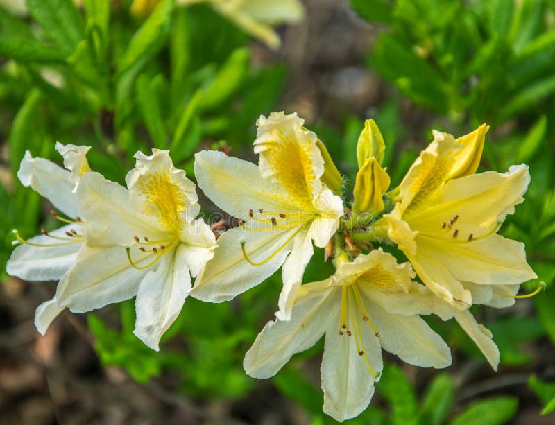 Yellow Azalea, Rhododendron Molle, Bush Blooming in Springtime Stock ...