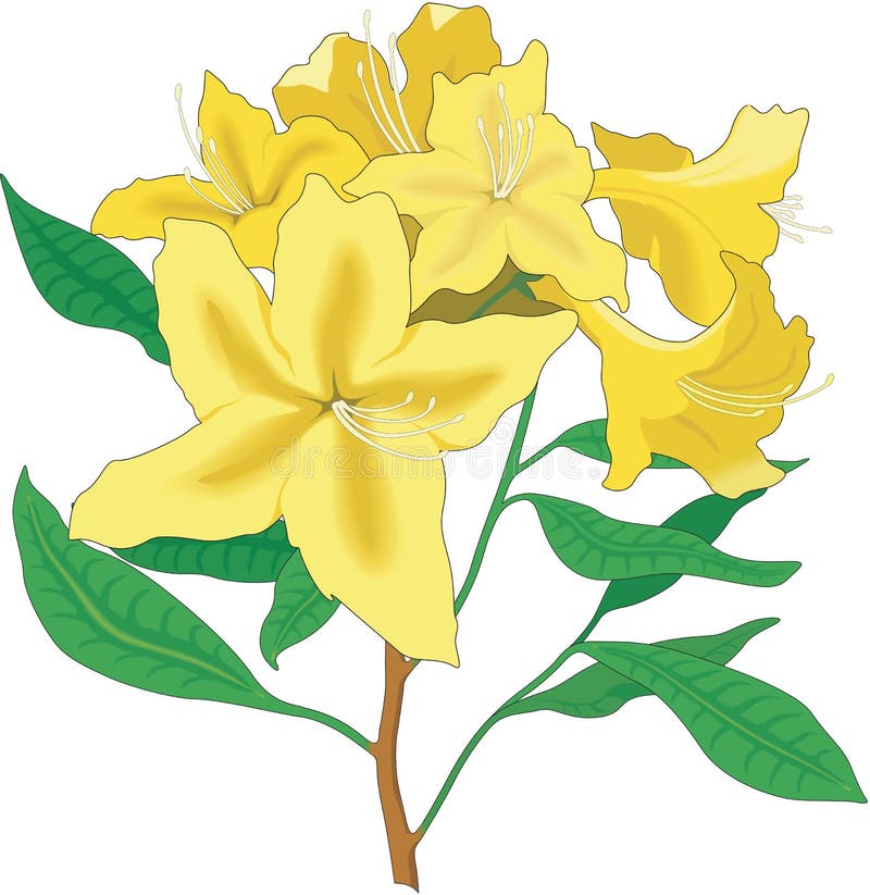 Yellow Azalea Vector Illustration Stock Vector - Illustration of bushes ...