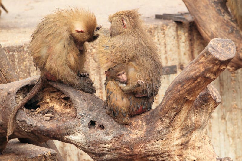 Yellow baboon stock photo. Image of primate, baboon, mammal - 29548438