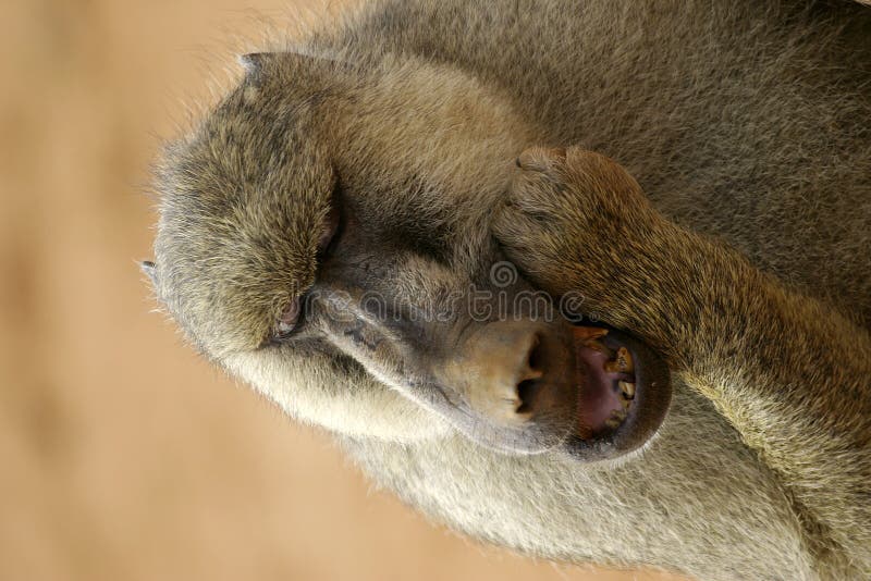 Yawning baboon stock image. Image of fluffy, cynocephalus - 30848613