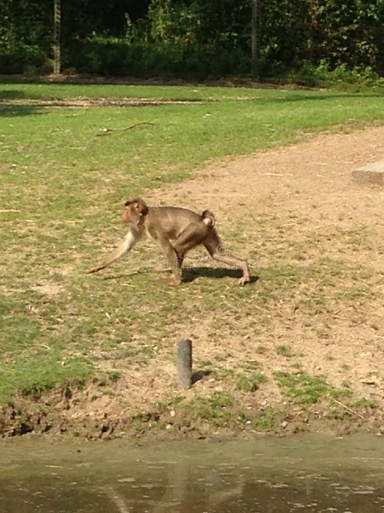 Baboon Burger's Stock Photos - Free & Royalty-Free Stock Photos from ...