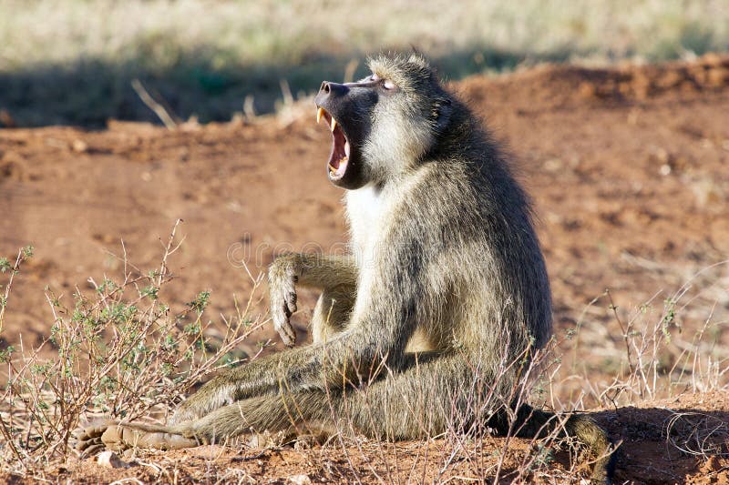 Yellow Baboon (Papio Cynocephalus) Stock Image - Image of travel ...