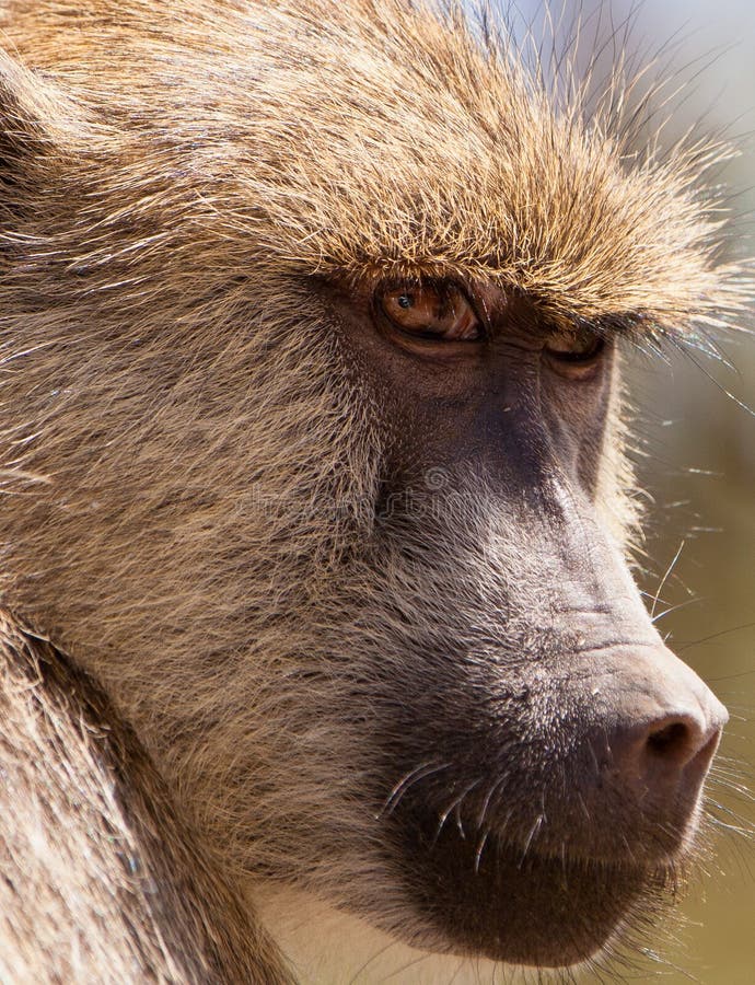 A Yellow BaboonÂ´s look stock image. Image of forest - 24039899