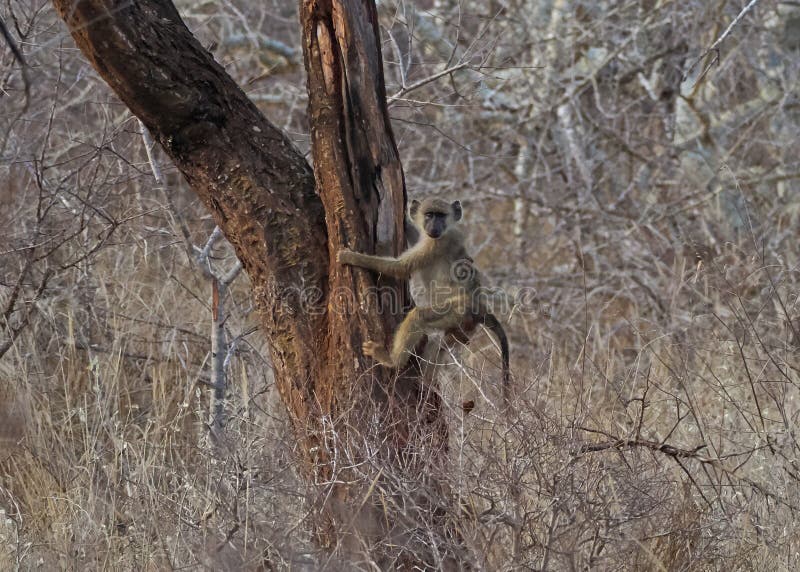 Yellow Baboon Climbing in a Tree in Rukinga Wildlife Conservancy in ...