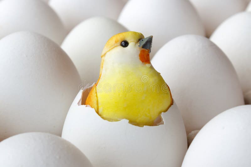 Yellow Baby Chick Toy in Empty Egg Shell among White Eggs in Cardboard ...