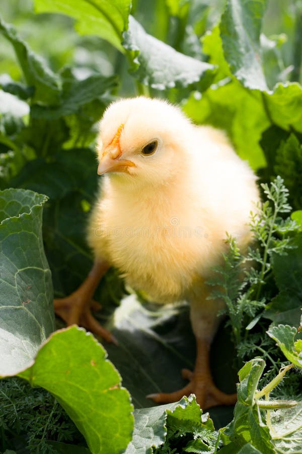 Yellow Baby Chicken in the Green Grass Stock Photo - Image of shell ...