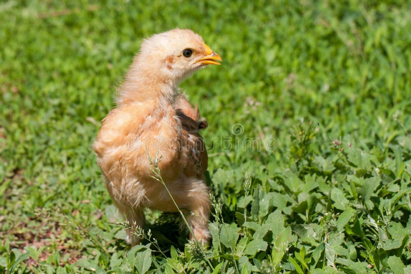 Yellow Baby Chicken in the Green Grass Stock Photo - Image of ...