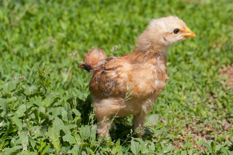 Yellow Baby Chicken in the Green Grass Stock Photo - Image of beginning ...