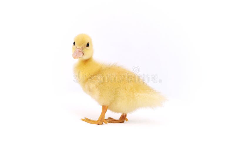 Yellow baby duck stock image. Image of bird, webbed, little - 21923939