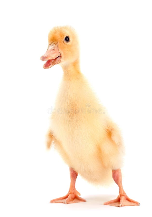 Yellow baby duck stock image. Image of bird, webbed, little - 21923939