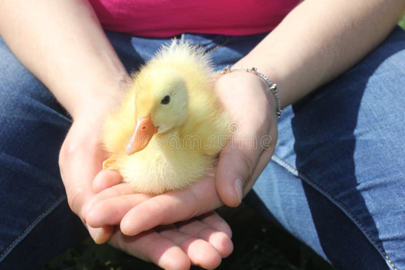 Baby duck in child's hands stock image. Image of environmental - 73349561