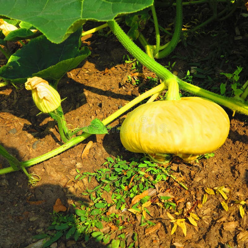 Yellow baby pumpkin stock photo. Image of baby, soil - 27035724