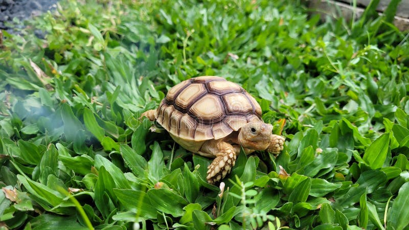 Yellow Baby Sulcata Turtle in a Grassfield Stock Image - Image of ...