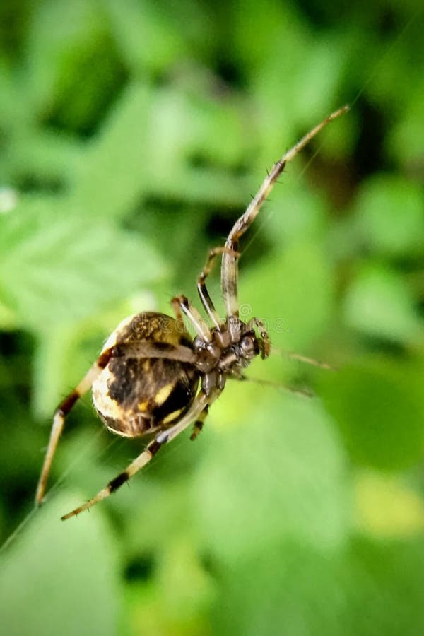 Yellow Backed Spider with Fat Belly in the Garden Stock Photo - Image ...