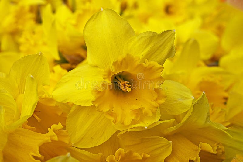 Yellow Background from Beautiful Yellow Daffodils. Stock Photo - Image ...