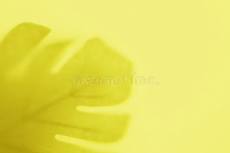 Shadow of the Leaf. Yellow Background Stock Photo - Image of backlit ...