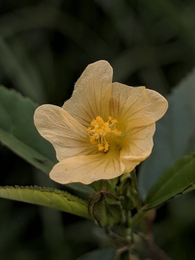 Yellow Bala Flower from Java Island Stock Image - Image of shrub, petal ...