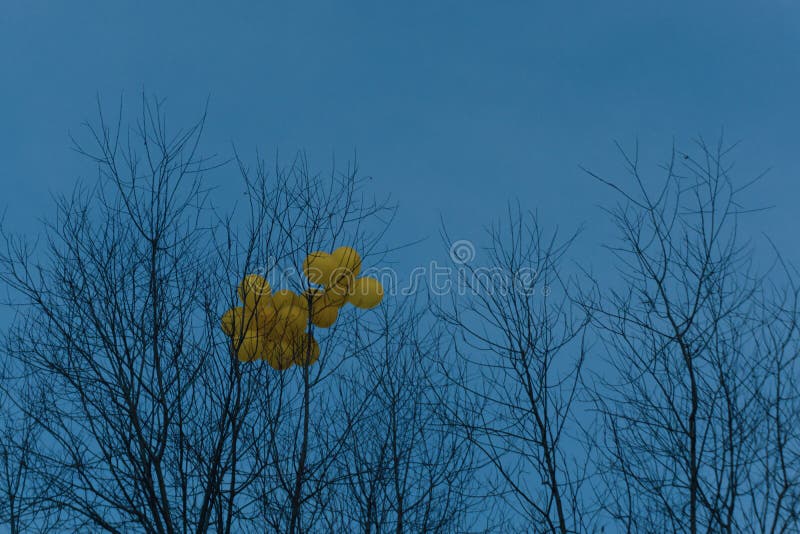 Balls in trees stock photo. Image of plant, grass, tree - 245587678