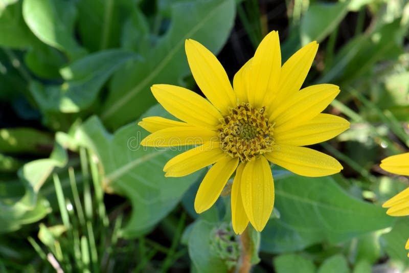 Balsamroot Balsamorhiza Sagittata Macro Stock Photo - Image of ball ...