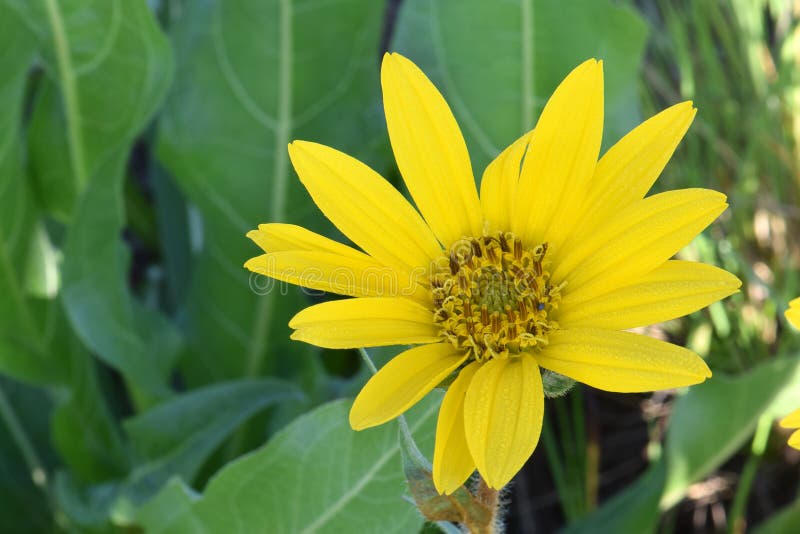 Balsamroot Balsamorhiza Sagittata Macro Stock Photo - Image of ball ...
