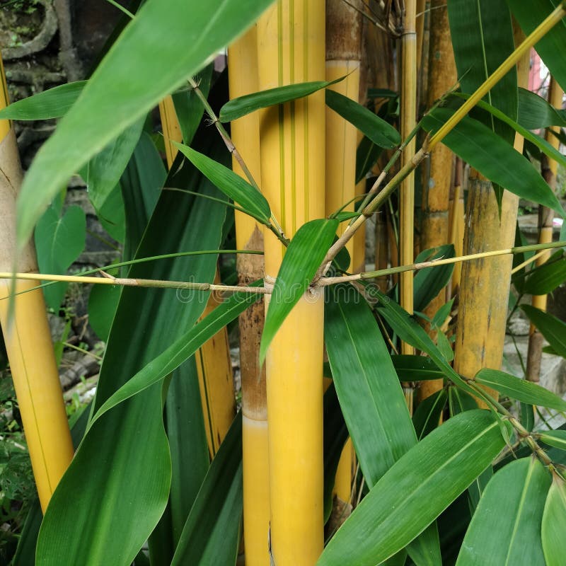 The yellow bamboe stock photo. Image of plant, bamboe - 277491586