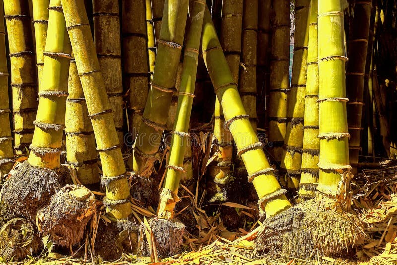 Yellow Bamboo stock photo. Image of materials, long, bamboo - 12139266